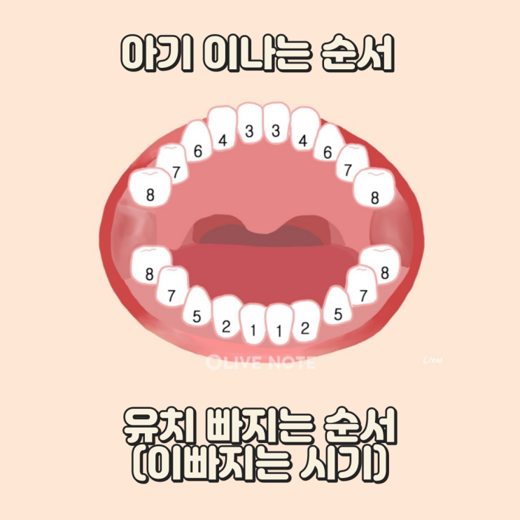 아기 이나는 순서 시기 유치 빠지는 순서 시기이빠지는 시기 알아보기 네이버 블로그