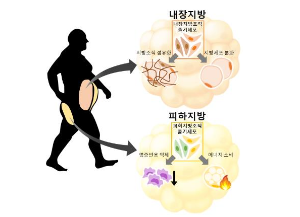 마른비만이 더 무서운 내장지방 빼야하는 이유 네이버 블로그
