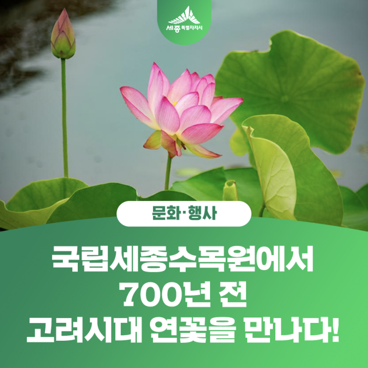 국립세종수목원에서 700년 전 고려시대 연꽃 ‘아라홍련과 우리꽃 무궁화를 만나다 네이버 블로그