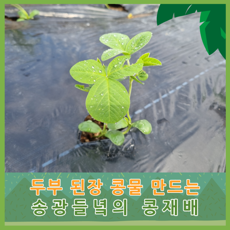 송광으레 두부 순두부 된장 간장 청국장 고추장 서리태 콩물 콩비지분말 만드는 송광 들녘의 콩 재배 네이버 블로그