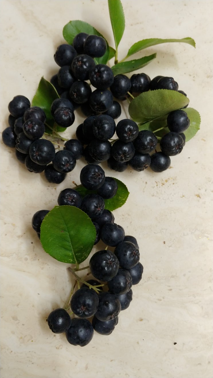 옥상정원에서 아사이 베리(Acai Berry) 수확 : 네이버 블로그