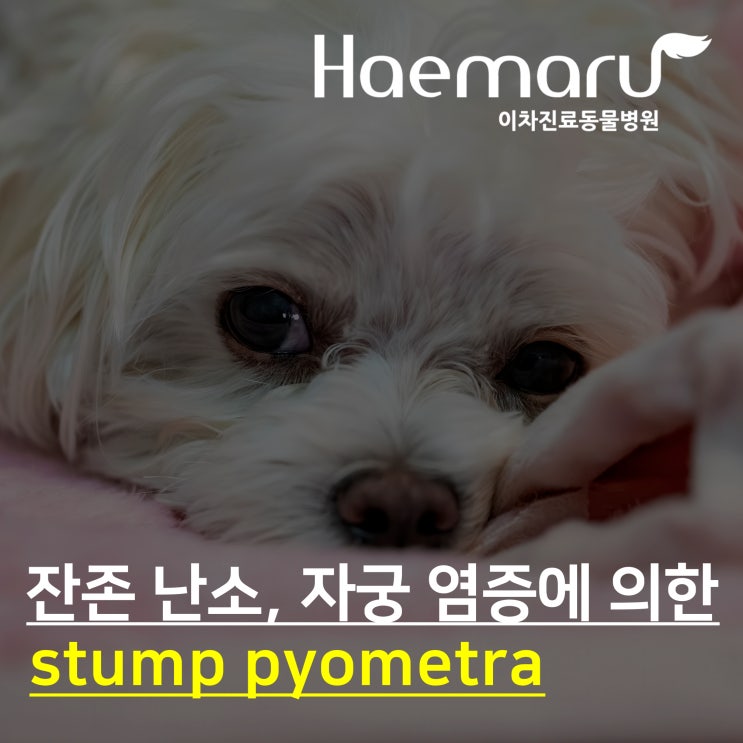 강아지 stump pyometra - 잔존 난소, 자궁 염증에 의해 생길 수 있는 자궁목 축농증 : 네이버 블로그