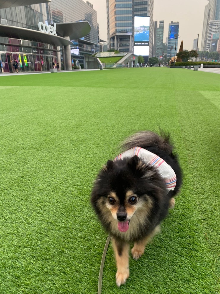 2023 케이펫페어 코엑스 다녀온 후기 : 네이버 블로그