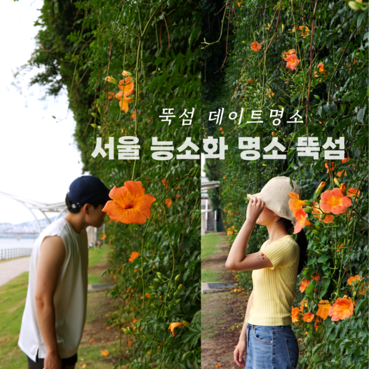 뚝섬 가볼만한곳 한신아파트나들목 가는방법공영주차장따릉이서울 능소화 명소 군락지 포토존 7월 8월 여름꽃 개화상태