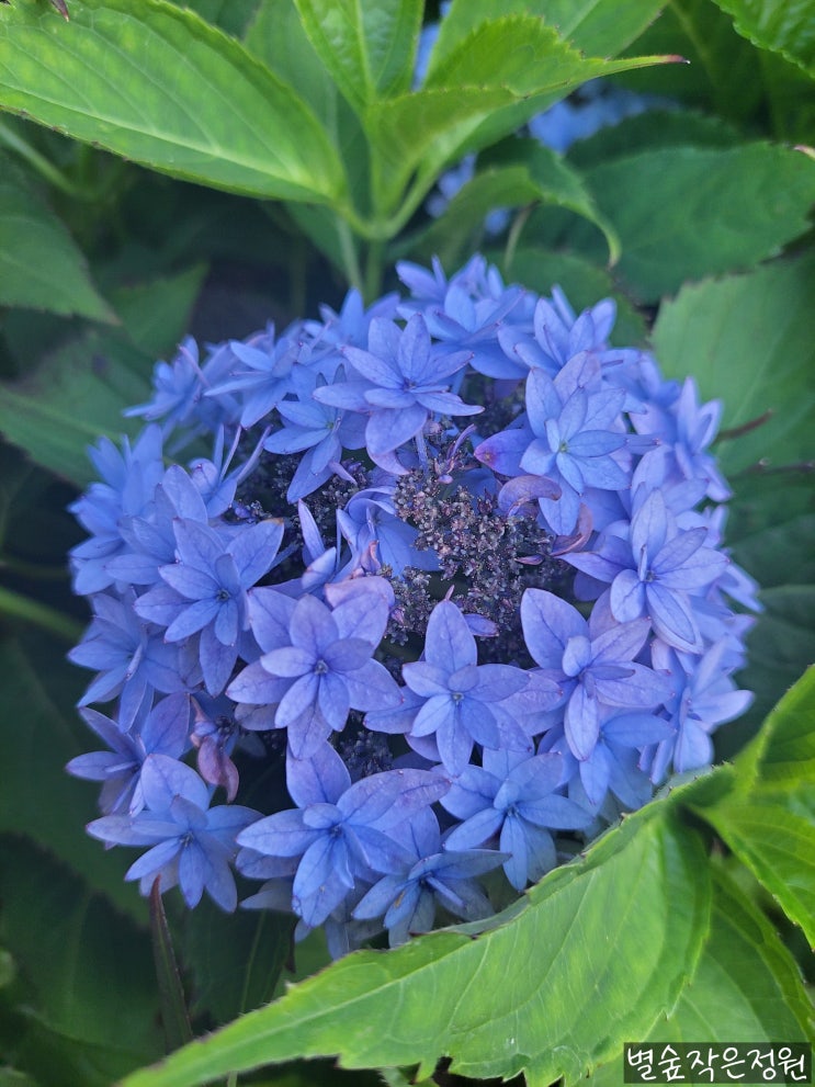 수국 키우기 별수국 꽃대 자르기 가지치기 시기 네이버 블로그