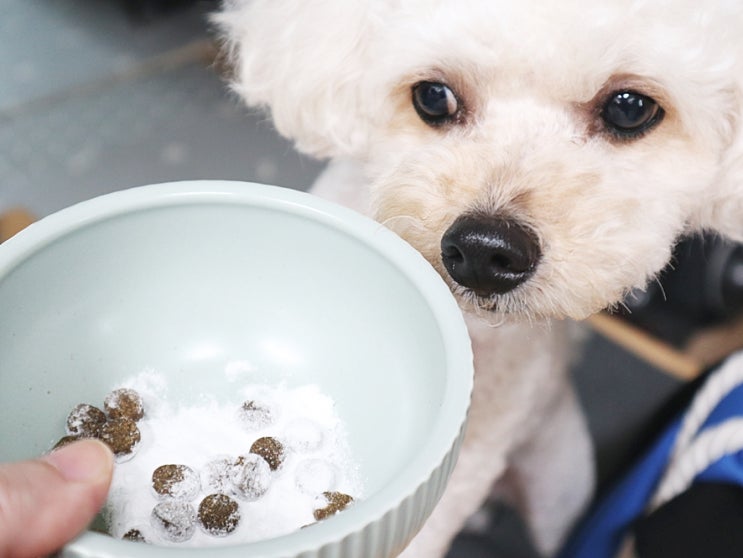 강아지치석제거 올인원 프로바이오틱스 모모하우스 구강관리해요 네이버 블로그