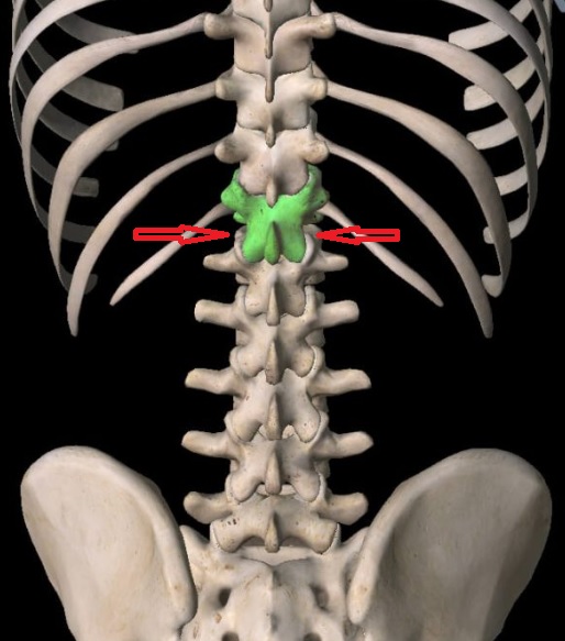 흉요추증후군 ( TL junction syndrome, Maigne syndrome) 의 임상적 진단 : 네이버 블로그