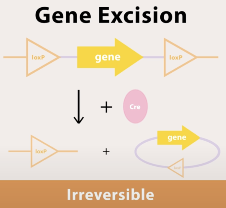 Cre-Loxp system : 네이버 블로그