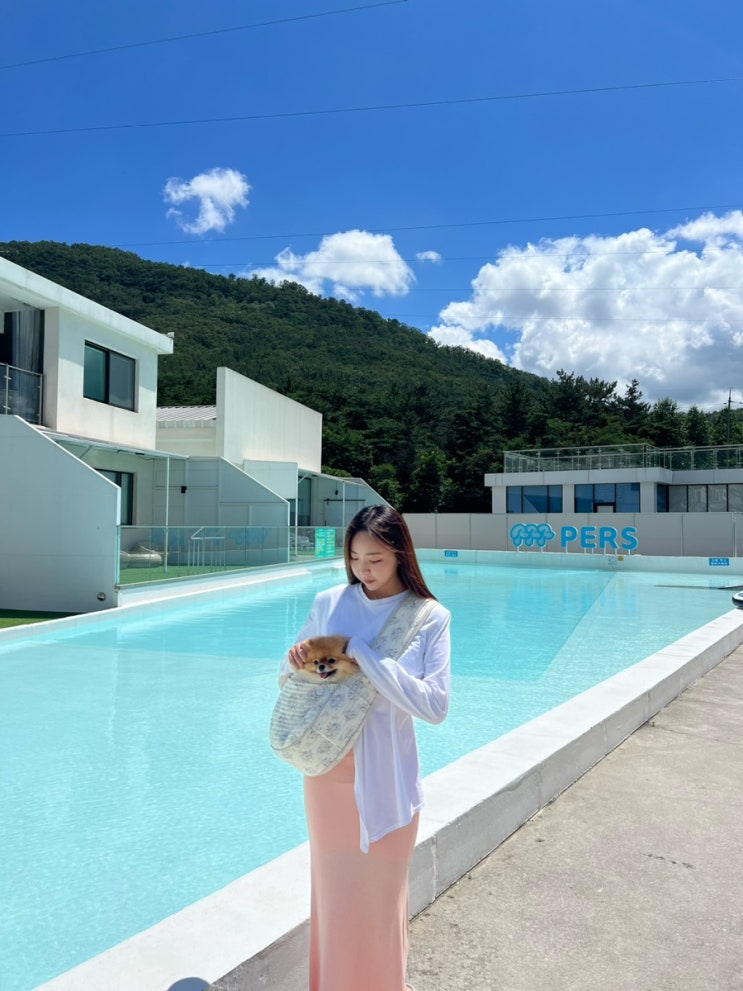 경주 퍼스펫애견펜션 깔끔하고 넓은 객실에 반려견과 함께 수영하며 놀기 좋은 애견동반숙소 추천 네이버 블로그