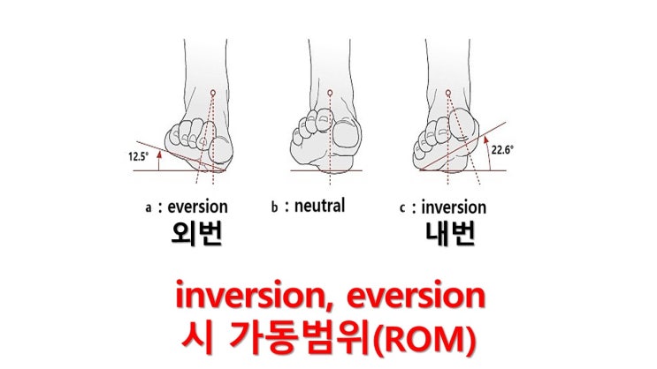 inversion(내번), eversion(외번) 시 정상 가동범위(ROM)를 알아보자. : 네이버 블로그