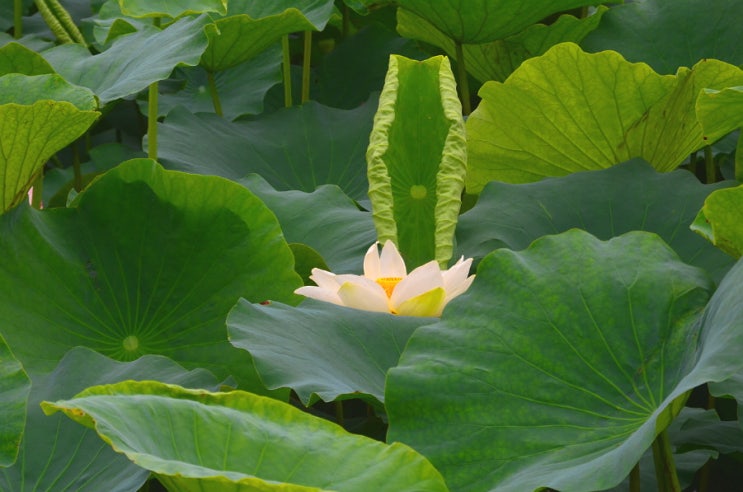 [수원여행]도심 속 공원, 만석공원에서 연꽃을 맞이하다 : 네이버 블로그