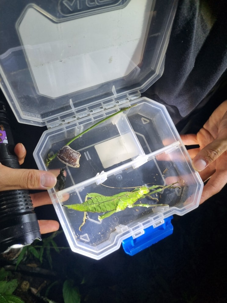 말레이시아 정글 채집기 2부 (23/07/16 ~ 23/07/23) : 네이버 블로그