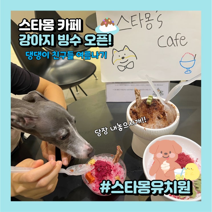 서초 강아지 유치원 스타몽의 강아지 여름나기 빙수로 강아지 간식 먹으며 댕댕이 일상을 시원하게 보내요 네이버 블로그