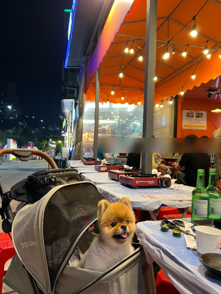 내돈내먹 여수 낭만포차 애견동반 두군데 찐후기 1차 금빛바다 2차 여수낭만포차44번 네이버 블로그