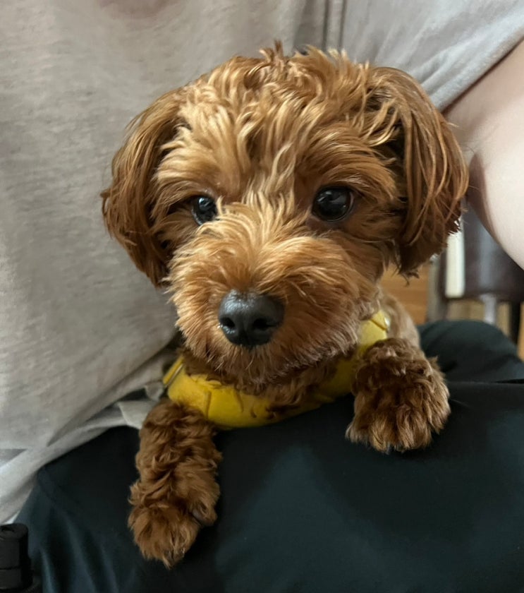 진드기노 강아지진드기퇴치제 강아지 해충 방지 스프레이 추천 : 네이버 블로그