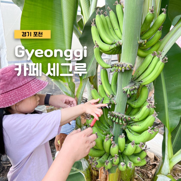 포천 아이와 가볼 만한 곳 카페 세그루 스마트팜 바나나농장 체험 네이버 블로그
