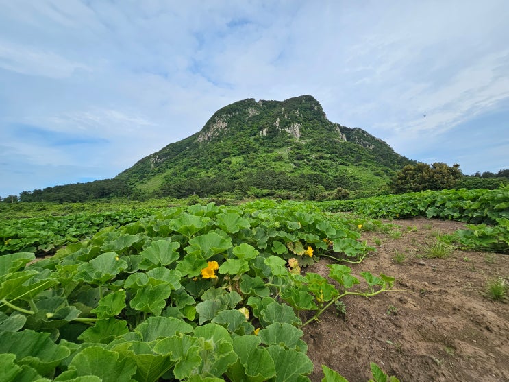 제주도선물로 좋은 제주 먹거리 제주도 산방산 자락에서 키워낸 보우짱 제주미니밤호박 농장 견학 네이버 블로그