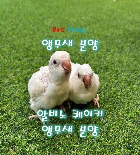 알비노 퀘이커 분양 퀘이커 분양 퀘이커 앵무새 키우기 서울 구리 의정부 서울 노원 앵무새 카페 버드 플라잉 노원점