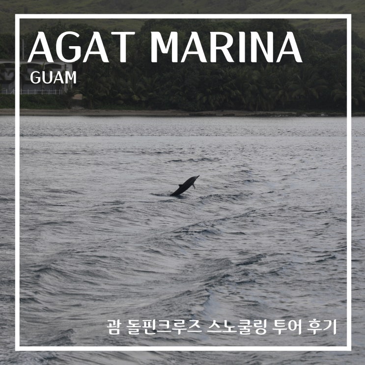 괌 돌핀크루즈 돌고래 투어 준비물 괌 스노쿨링도 즐기는 괌투어 괌여행 필수 일정 네이버 블로그