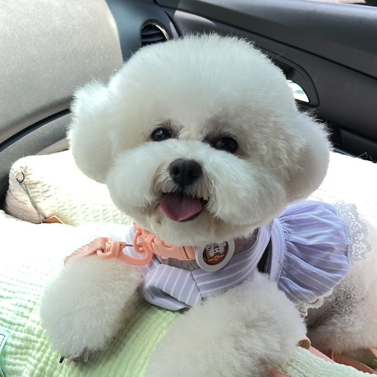 강아지 스포팅 강아지 미용 비숑프리제 귀툭튀 잘하는 애견미용실 네이버 블로그
