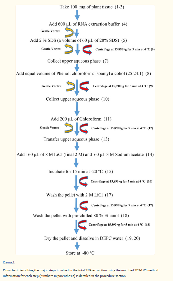 A universal method for high-quality RNA extraction from plant tissues ...