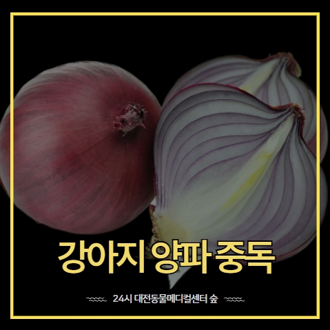 강아지 양파섭취, 양파 중독 [반려동물 질병정보/대전동물병원] : 네이버 블로그