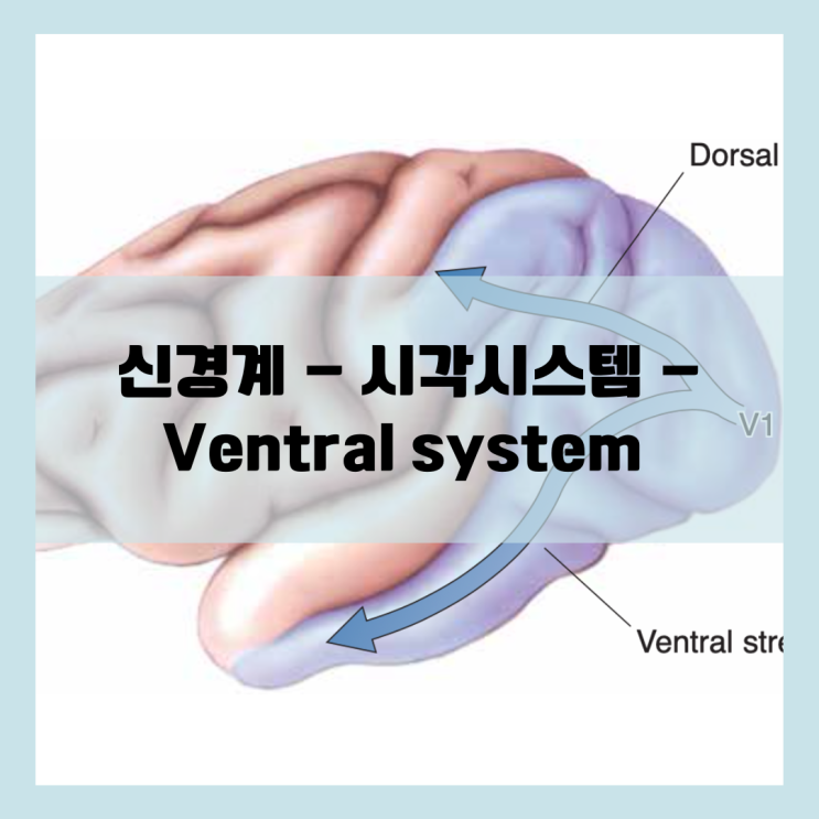 시각시스템의 Dorsal stream 과 Ventral stream : 네이버 블로그