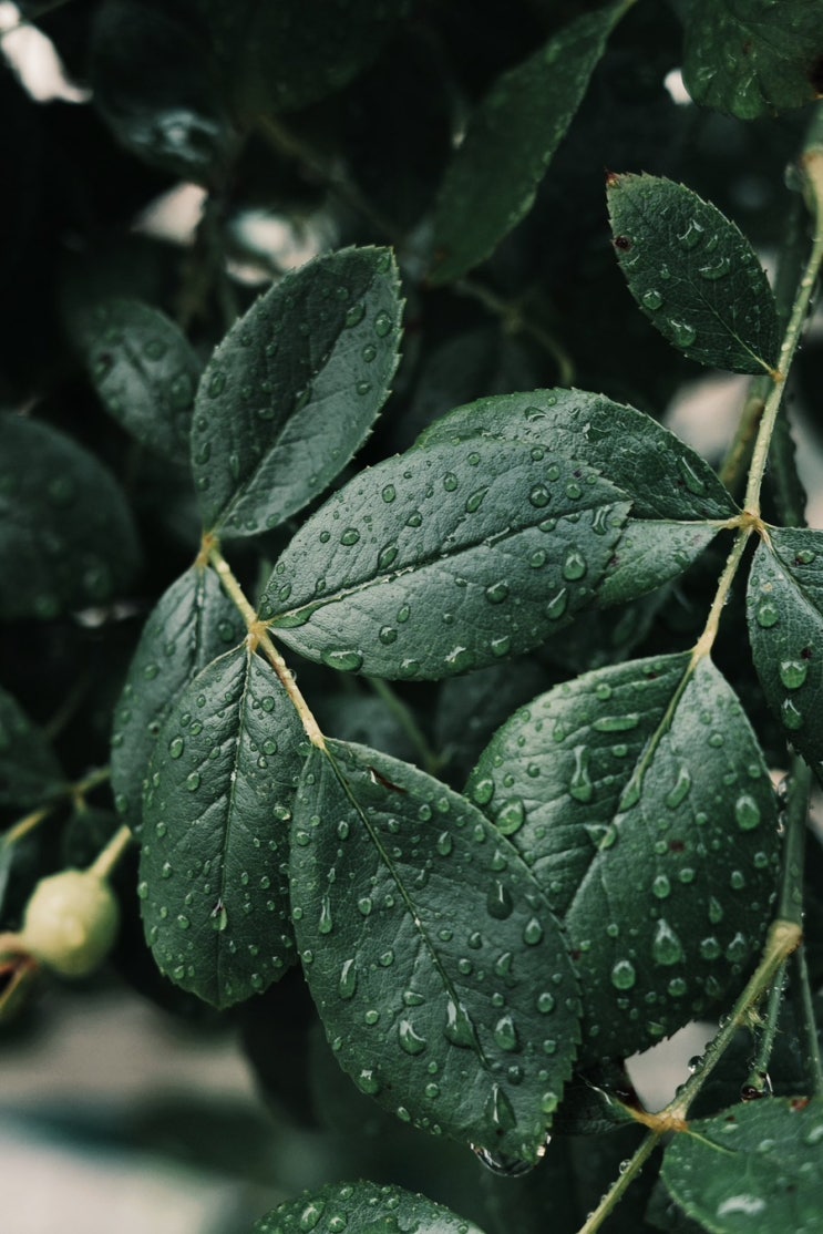 겨울 : 네이버 블로그