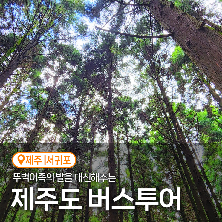 제주도버스투어 남쪽 서귀포 핫플 코스 하루만에 정복 네이버 블로그