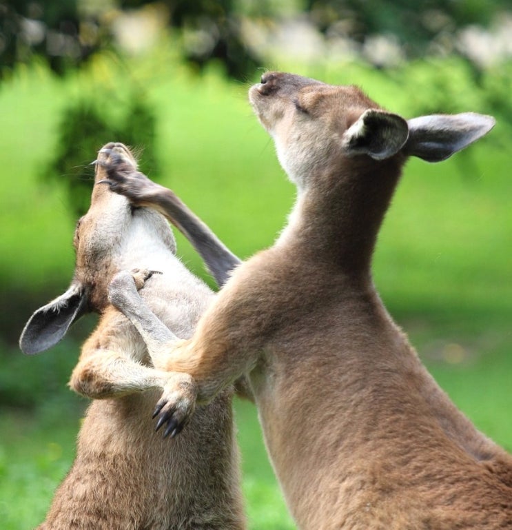 알고 보면 더 신기한 캥거루 자연 주머니, 싸움, 근육 이야기 : 네이버 블로그