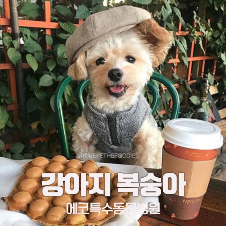 강아지 복숭아 먹어도 되나요 안전하게 복숭아 먹이기 네이버 블로그