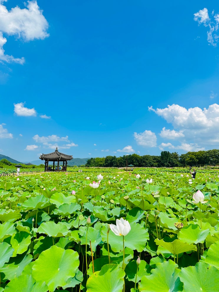 경주 첨성대 입장료 꽃구경 동궁과월지 연꽃 8월 가볼만한곳 네이버 블로그