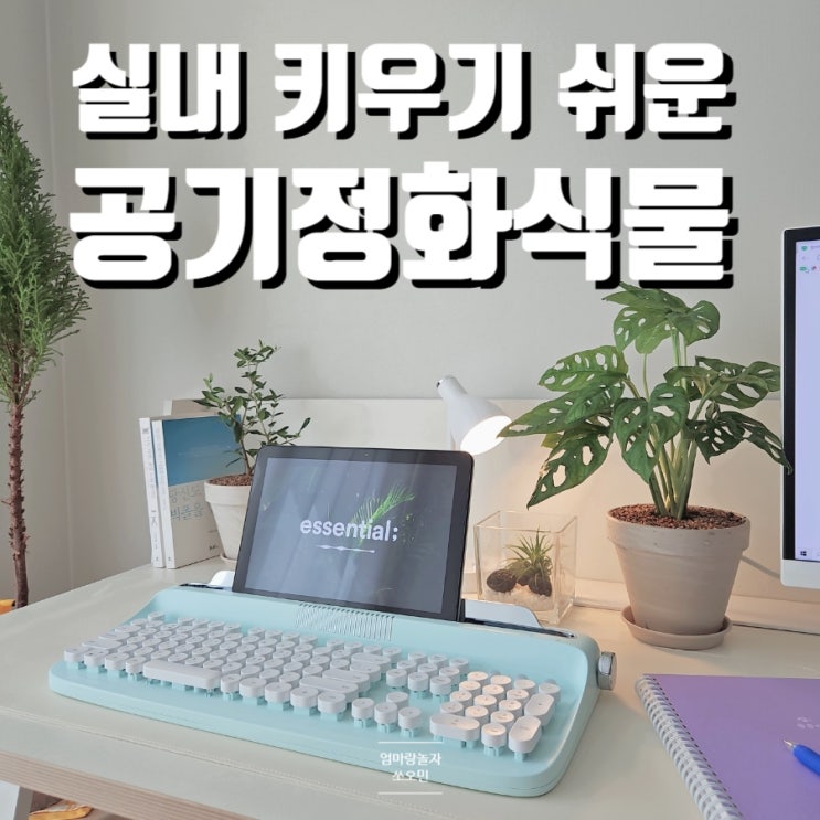 식물인테리어 추천 키우기 쉬운 공기정화식물 1몬스테라아단소니 2올리브나무 구매 갑조네 네이버 블로그
