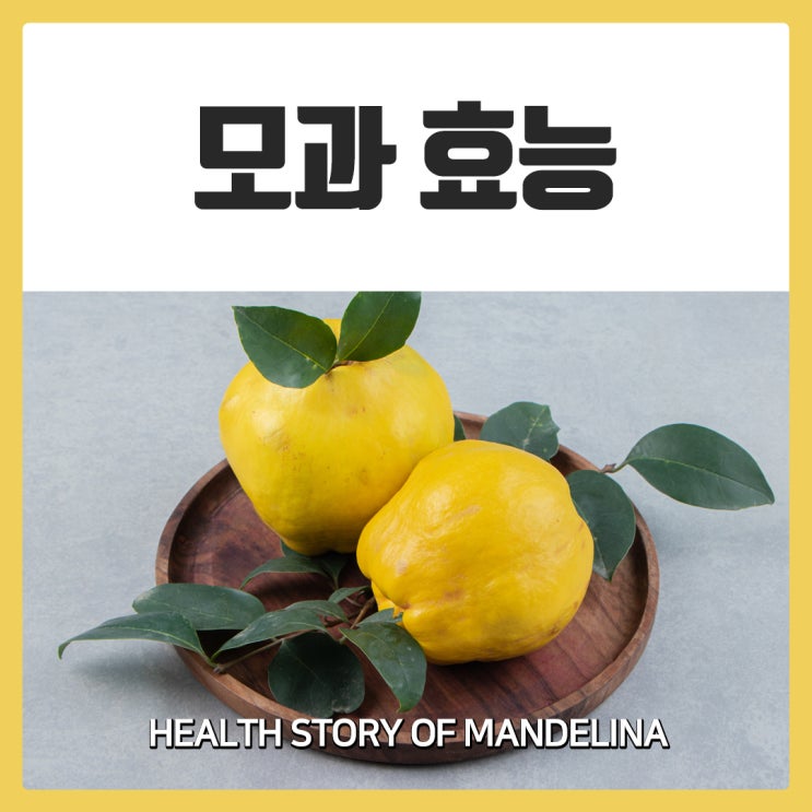 모과 및 모과 차 효능 칼로리 부작용 네이버 블로그
