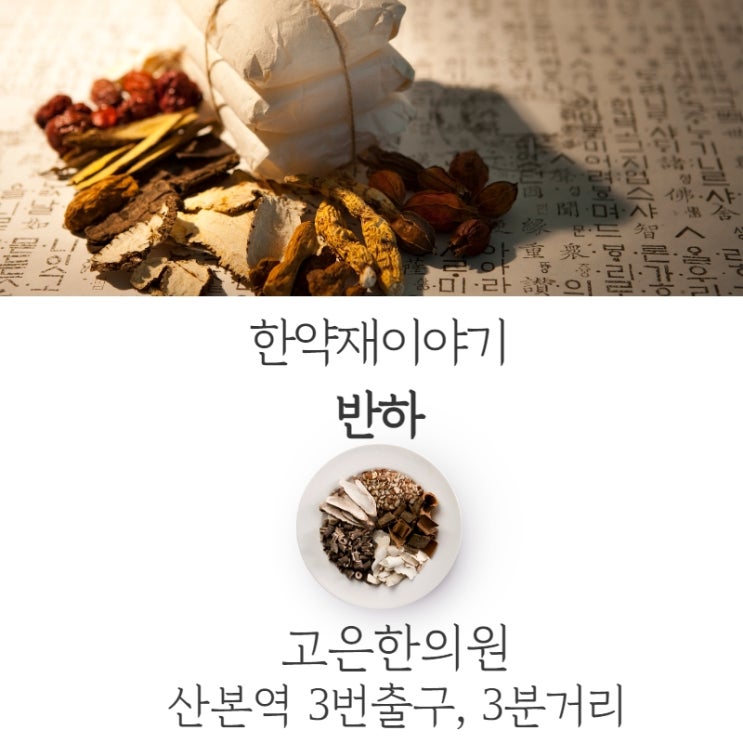 산본 한의원 소화불량 잦은 기침에 효과 있는 반하” 네이버 블로그