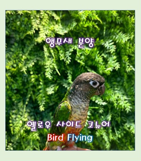 코뉴어 앵무새 분양 코뉴어 분양 옐로우사이드 코뉴어 분양 정보 및 안내 서울 구리 의정부 서울 노원 앵무새 카페 버드