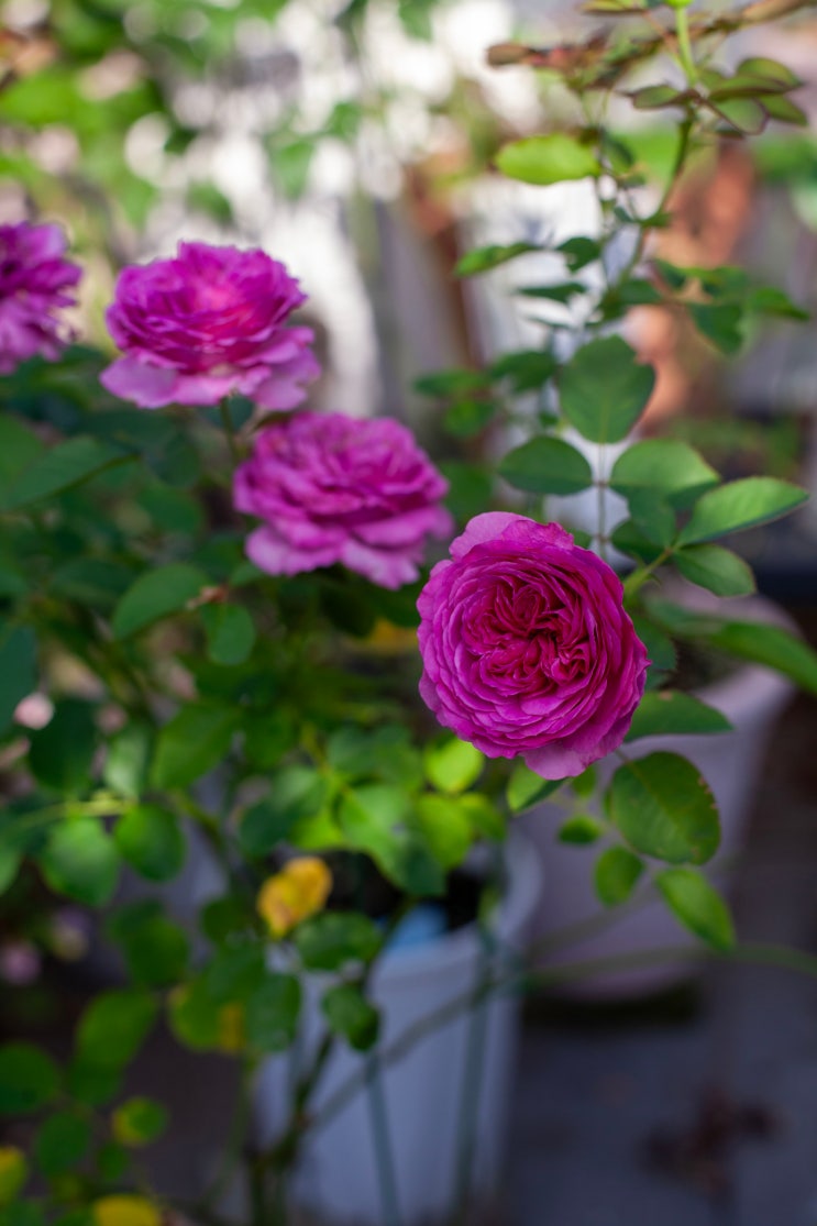 스트로베리문 : 네이버 블로그