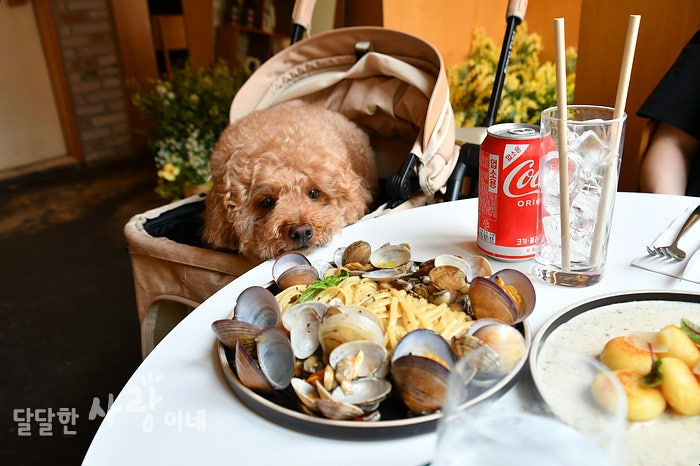 성수 애견동반 식당 dooop 실내 강아지 가능해요 : 네이버 블로그