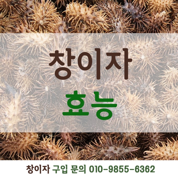 창이자차[도꼬마리] 효능 가격 먹는법 비염,기관지염, 관절염에 좋은 약재 : 네이버 블로그