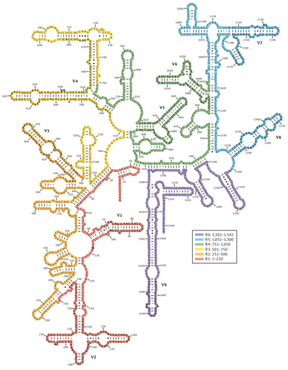 16S rRNA metagenome sequencing : 네이버 블로그