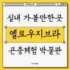 고양 일산 아기랑 실내 가볼만한곳 옐로우지브라 일산곤충박물관 체험 네이버 블로그