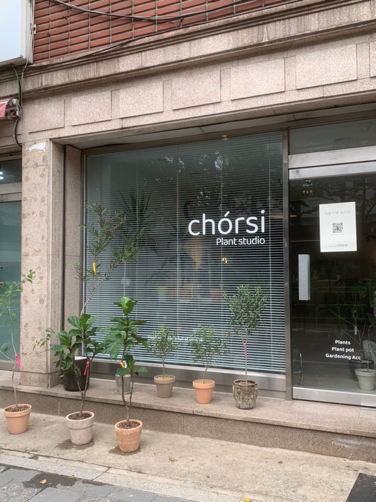 송파 식물가게 플랜트샵 초르시 /chorsi /행잉플랜트 : 네이버 블로그