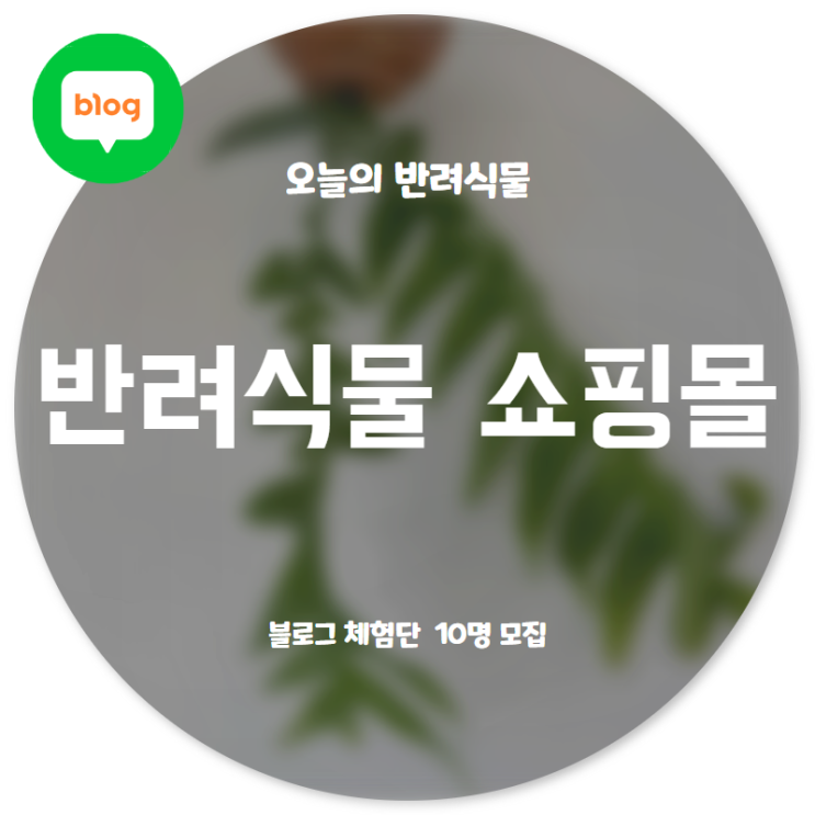 오늘의 배송 그대의 공간에 포인트를 더해줄 너무 예쁜 오늘의 반려식물 쇼핑몰 리뷰어 모집 네이버 블로그