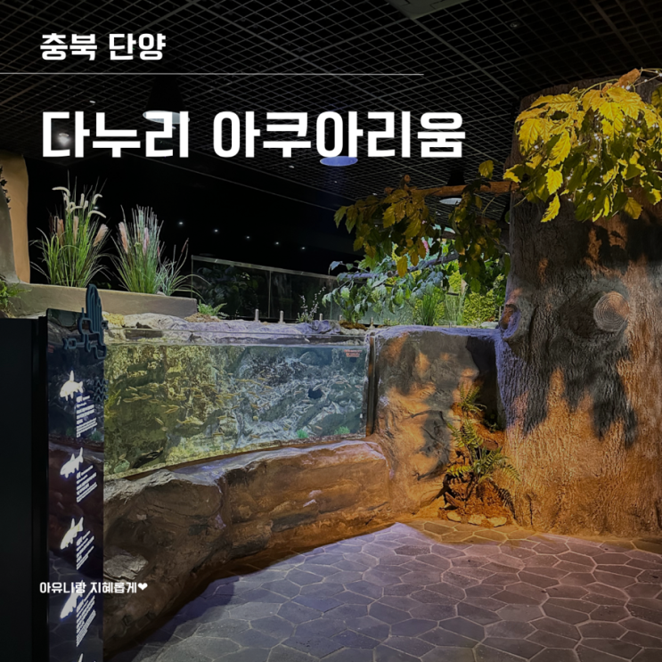 단양 다누리아쿠아리움 아이랑 가볼 만한 가성비 실내 여행 코스 입장료 할인정보 주차 네이버 블로그