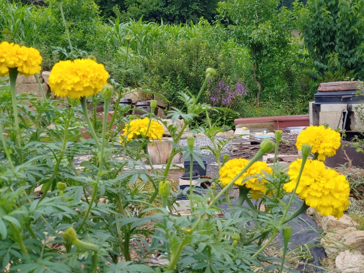 텃밭 좌충우돌 - 230726 태풍 걱정 : 네이버 블로그