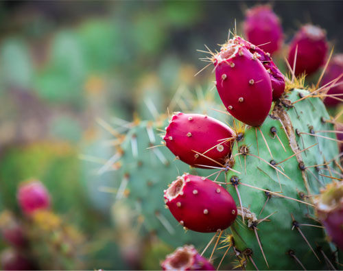세계 유수의 기술력 프랑스의 기능성 식품 원료 기업 넥시라(Nexira) : 네이버 블로그