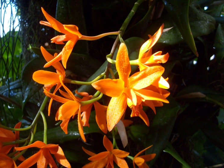 베어증후군(Behr syndrome) : 네이버 블로그