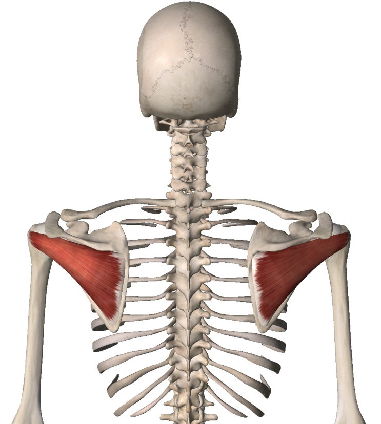 Shoulder External Rotation Muscles ( 어깨 외회전근 ) : 네이버 블로그