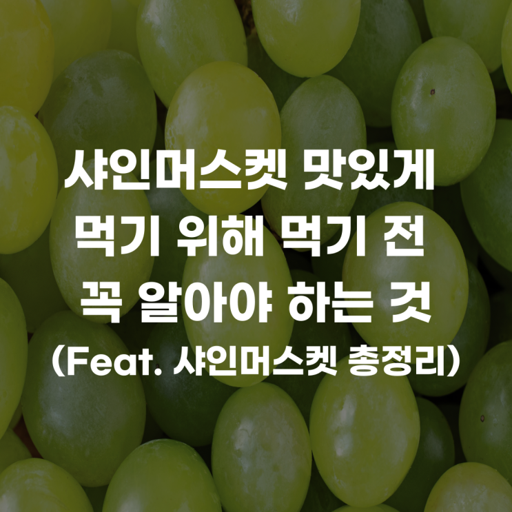 샤인머스켓 먹기 전 알아야 하는 모든 것 Feat 제철시기 칼로리 보관 효능 고르는 법 맛있게 먹는 법 네이버 블로그