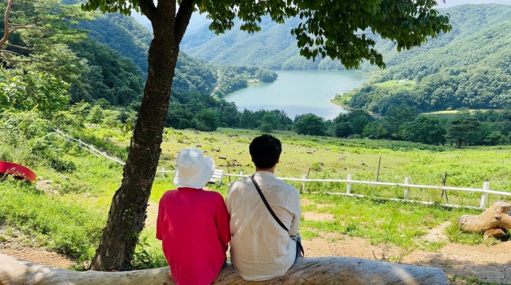춘천해피 초원 목장 춘천 맞나요스위스 아닌가요인스타 최고의 핫플레이스 네이버 블로그